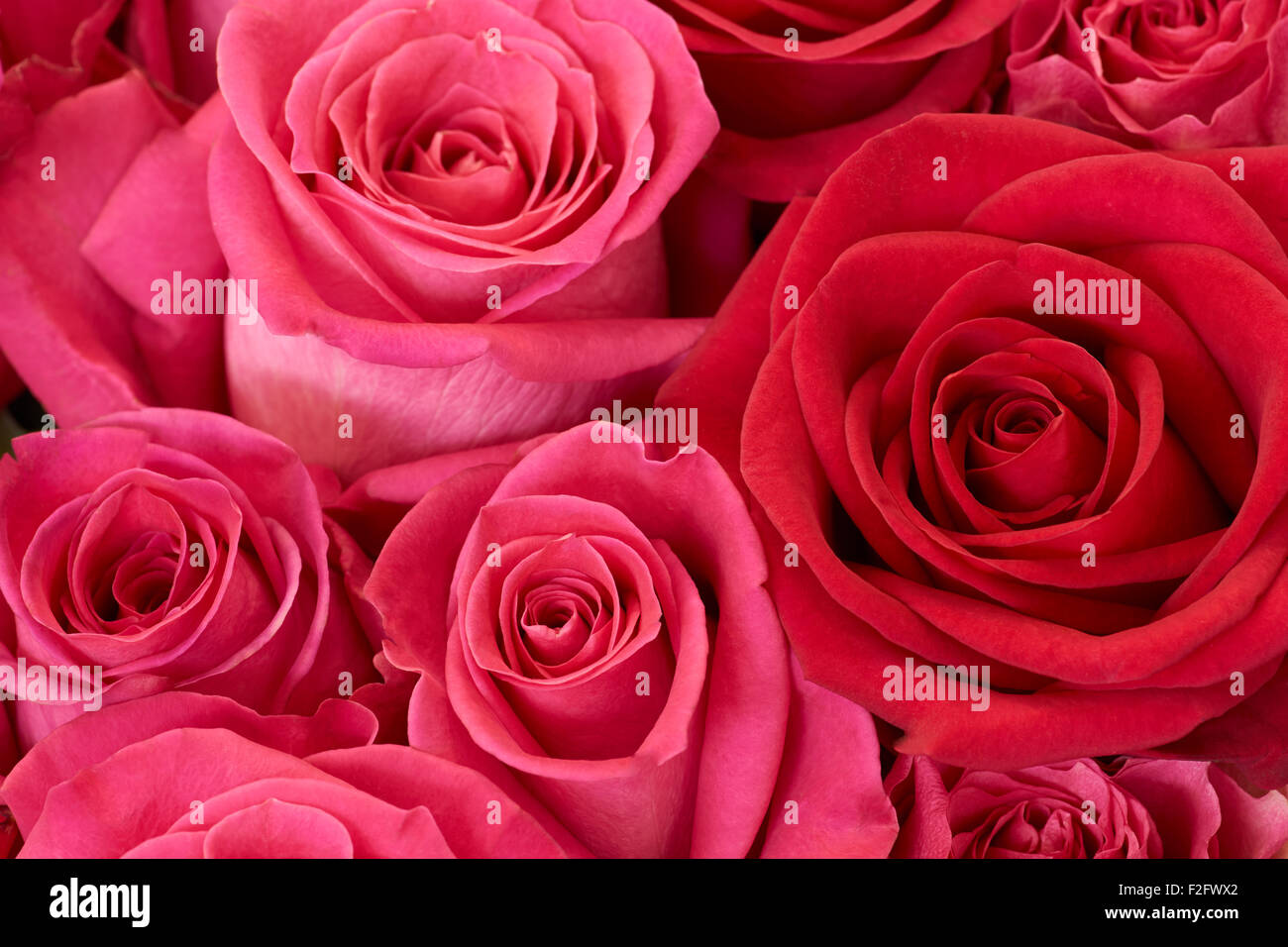 Close-up part of bunch of red roses Stock Photo - Alamy