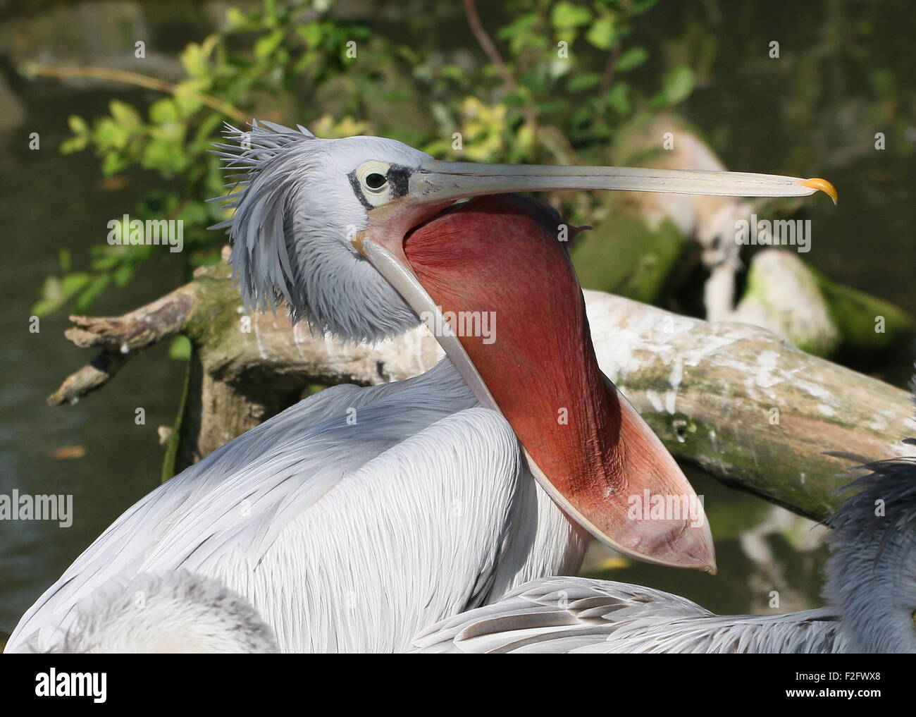 Pink backed pelican (Pelecanus rufescens), native to Sub Sahara Africa ...