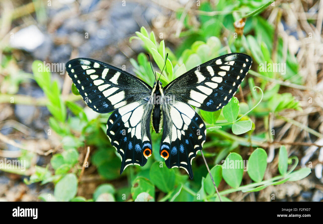 Anise swallowtail hi-res stock photography and images - Alamy