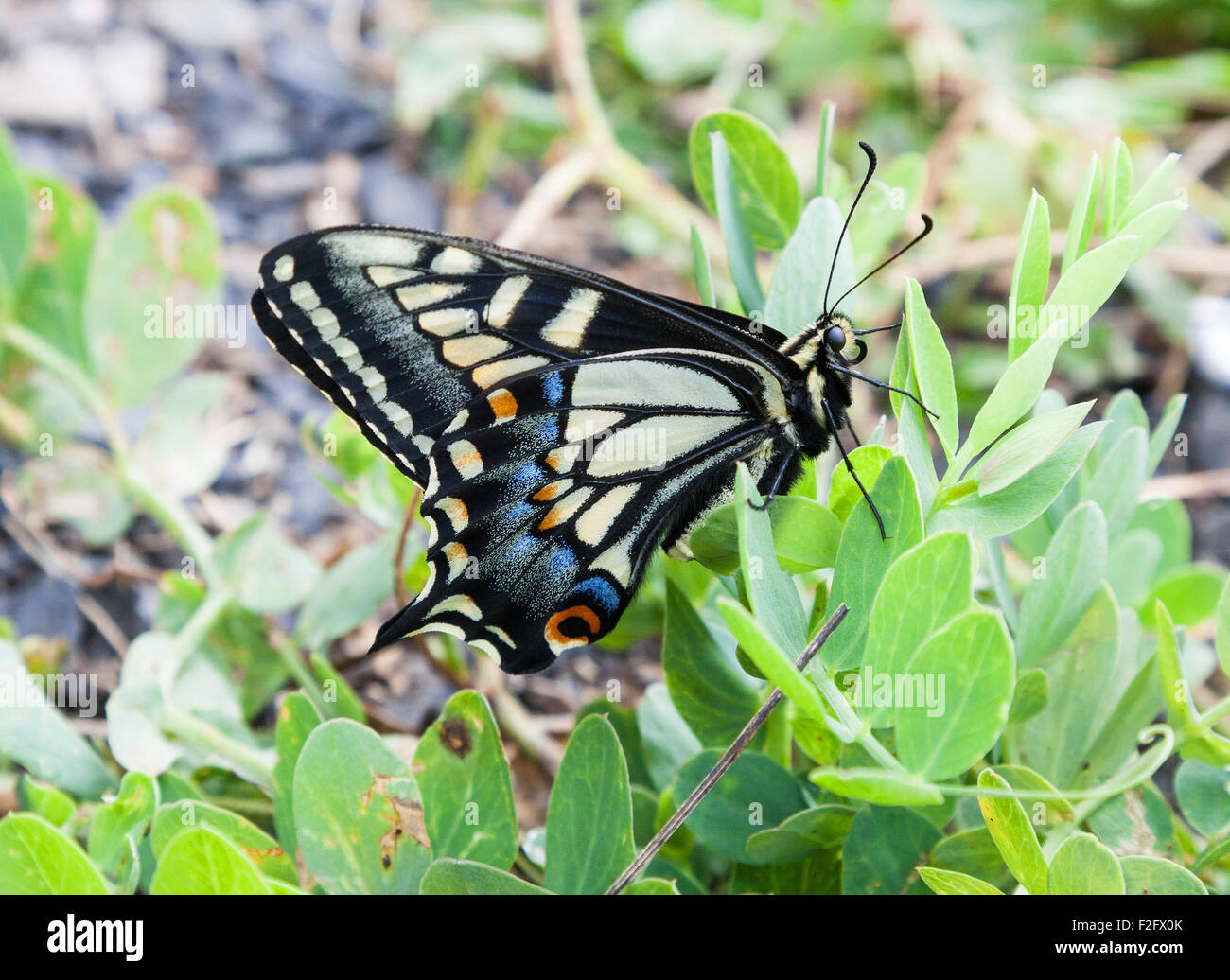 Anise swallowtail butterfly (Papilio zelicaon) Ucluelet, British ...