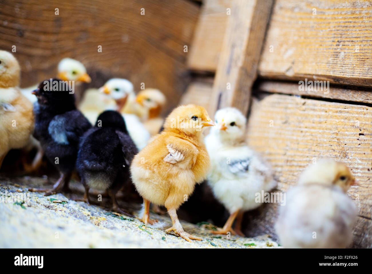 Group of little colorful chickens Stock Photo - Alamy