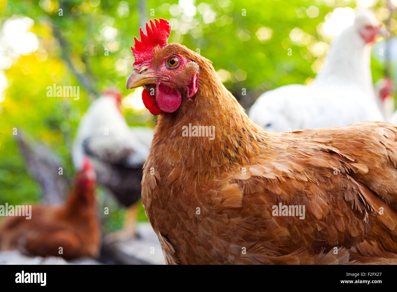 Group of hens hi-res stock photography and images - Alamy