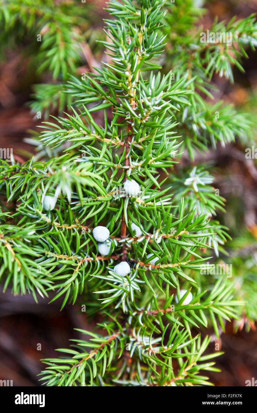Juniper cones hi-res stock photography and images - Alamy