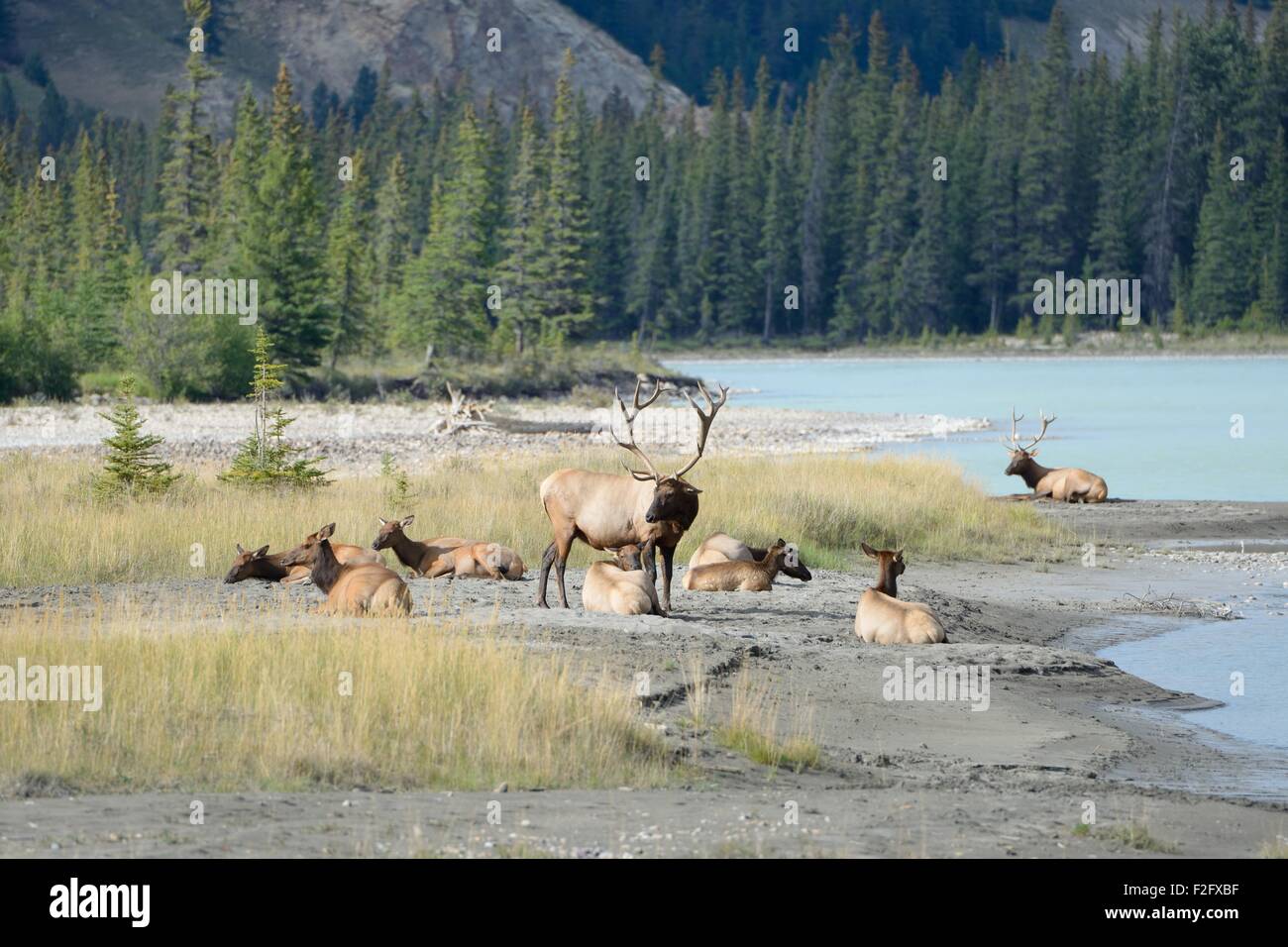 Jasper national park wildlife hi-res stock photography and images - Alamy