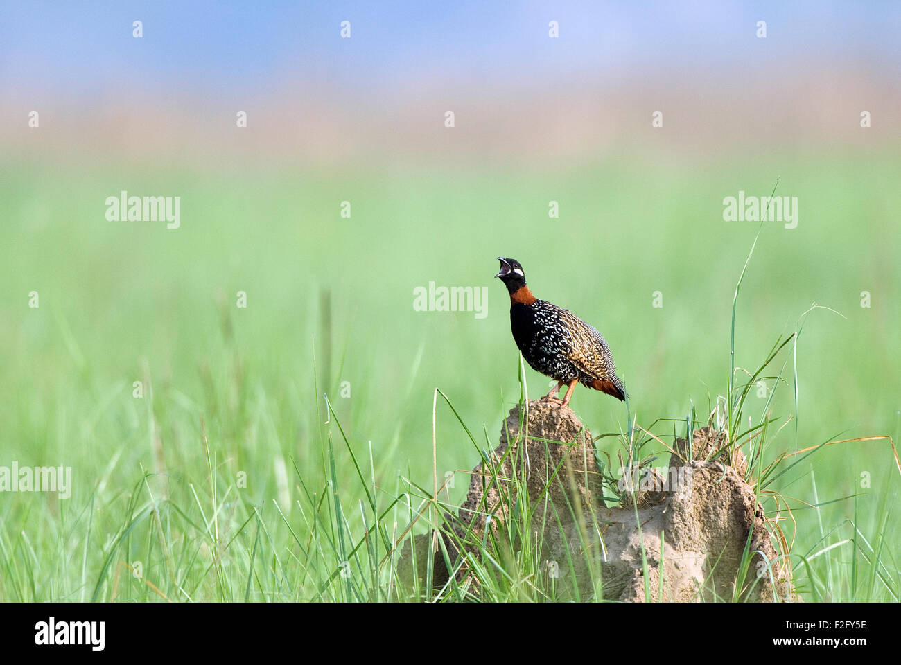 Black francolin hi-res stock photography and images - Alamy