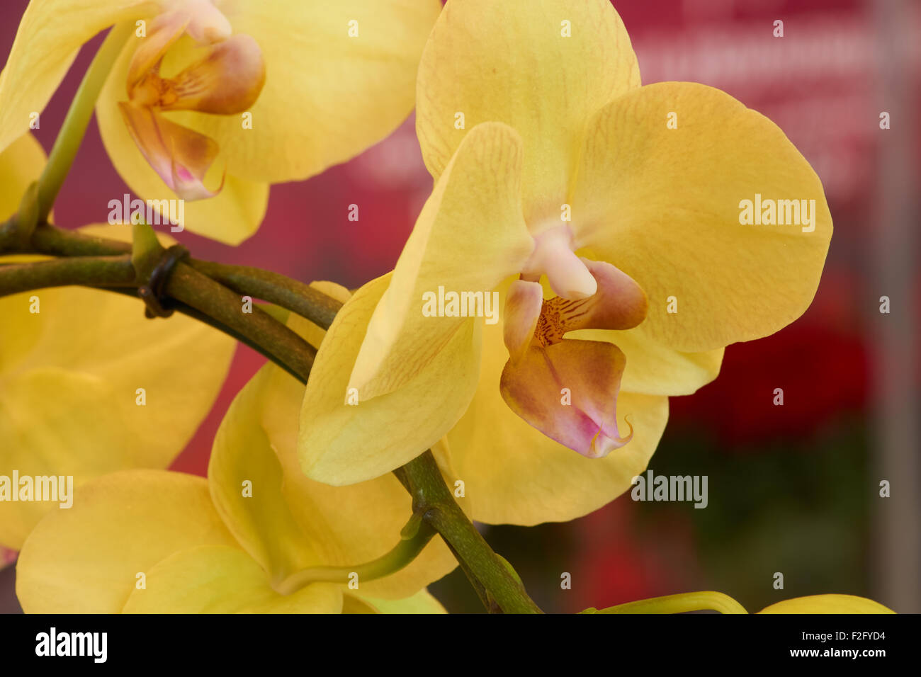 Yellow orchid leaf hi-res stock photography and images - Alamy