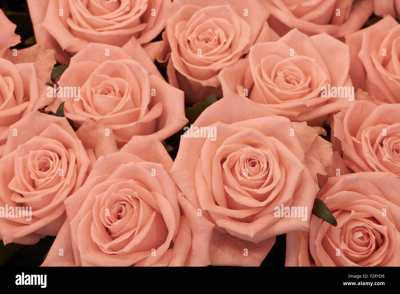Peach rose roses hi-res stock photography and images - Alamy