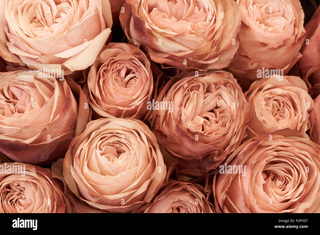 Pink borders hi-res stock photography and images - Alamy