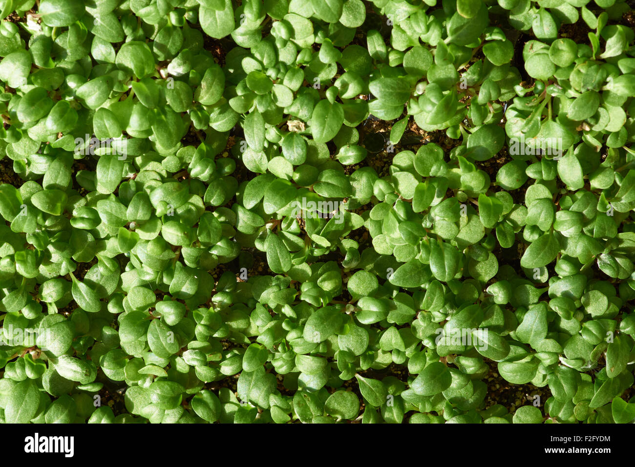 Growing short hi-res stock photography and images - Alamy