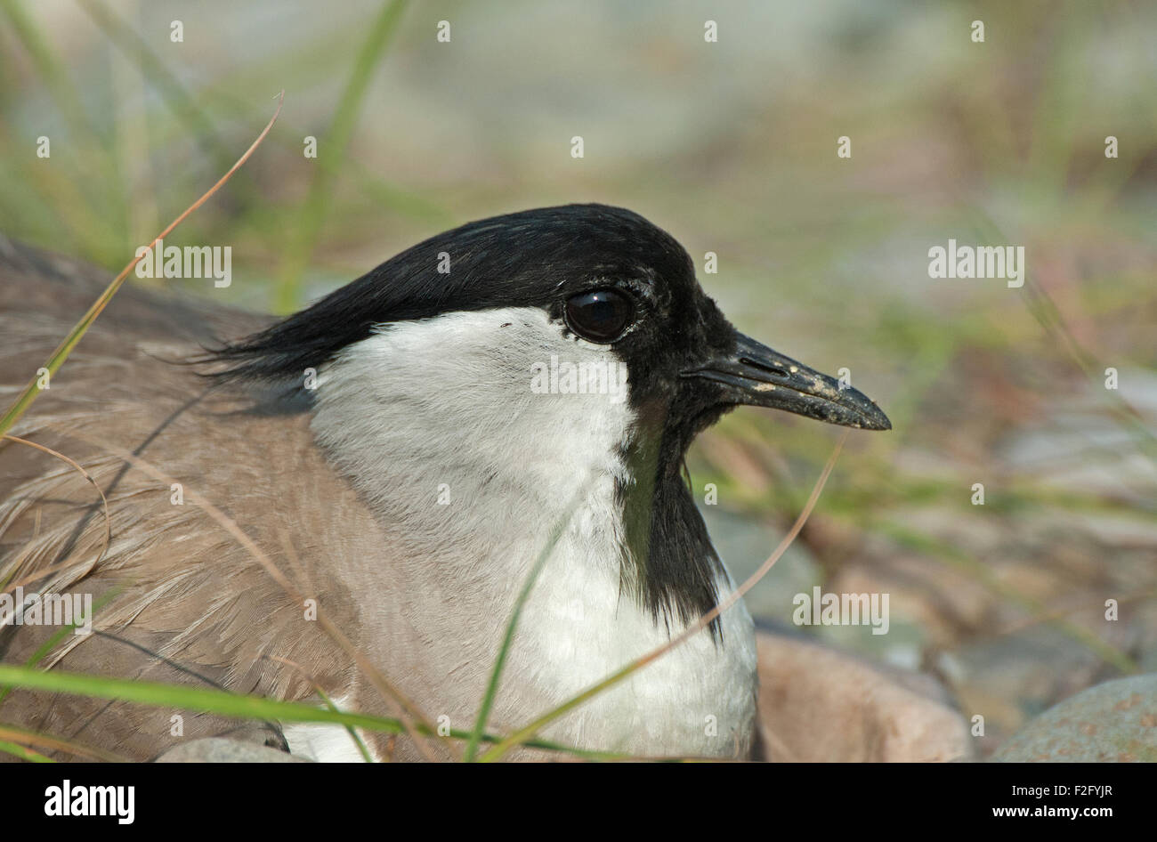 The image of River lapwing ( Vanellus duvaucellii ) was shot in Corbett ...