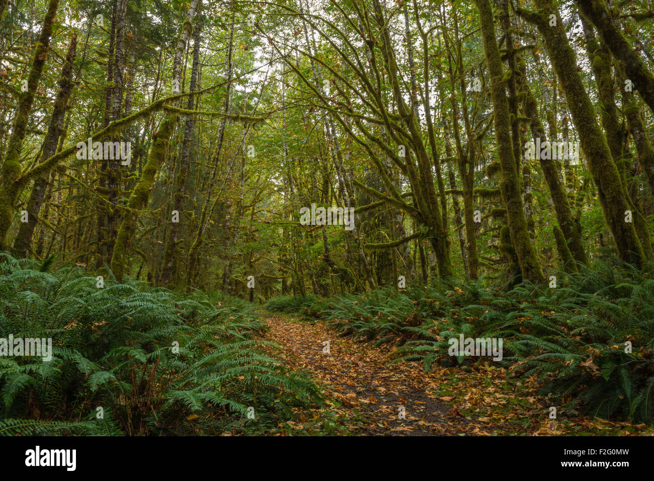 trail in forest Stock Photo - Alamy