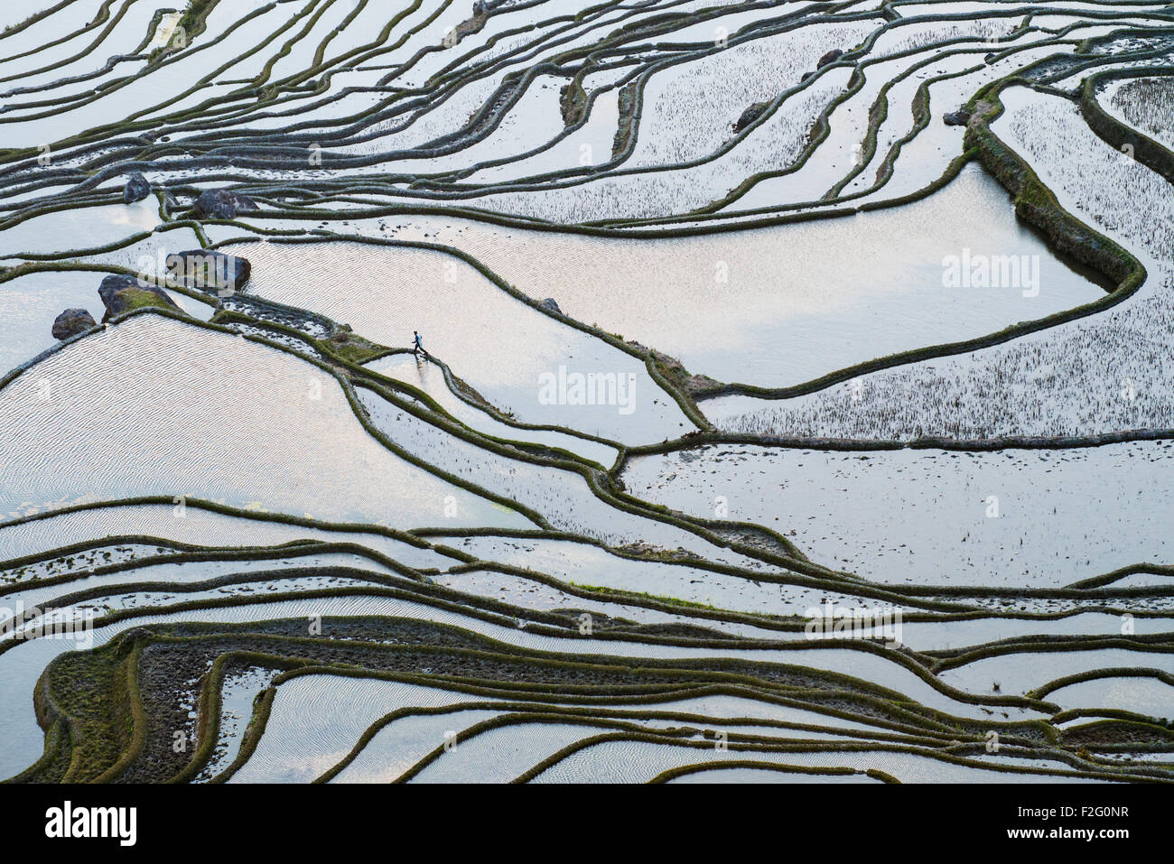 Rice terraces in Yuanyang, Yunnan, China Stock Photo - Alamy