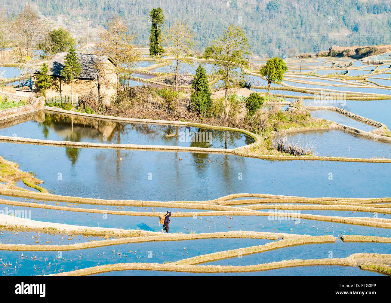 Rice terraces in Yuanyang, Yunnan, China Stock Photo - Alamy
