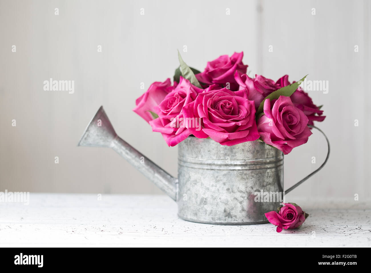 Pink roses in a vintage watering can Stock Photo - Alamy