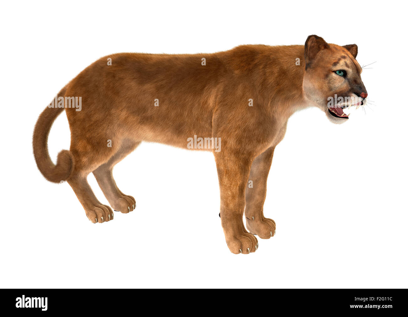 3D digital render of a big cat puma isolated on white background Stock ...