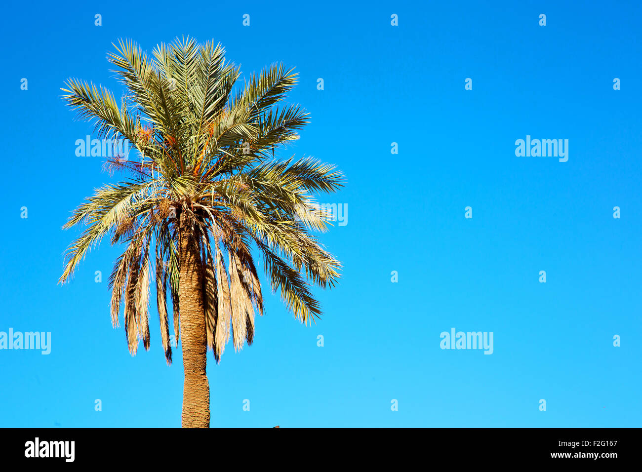 tropical palm in morocco africa alone and the sky Stock Photo - Alamy