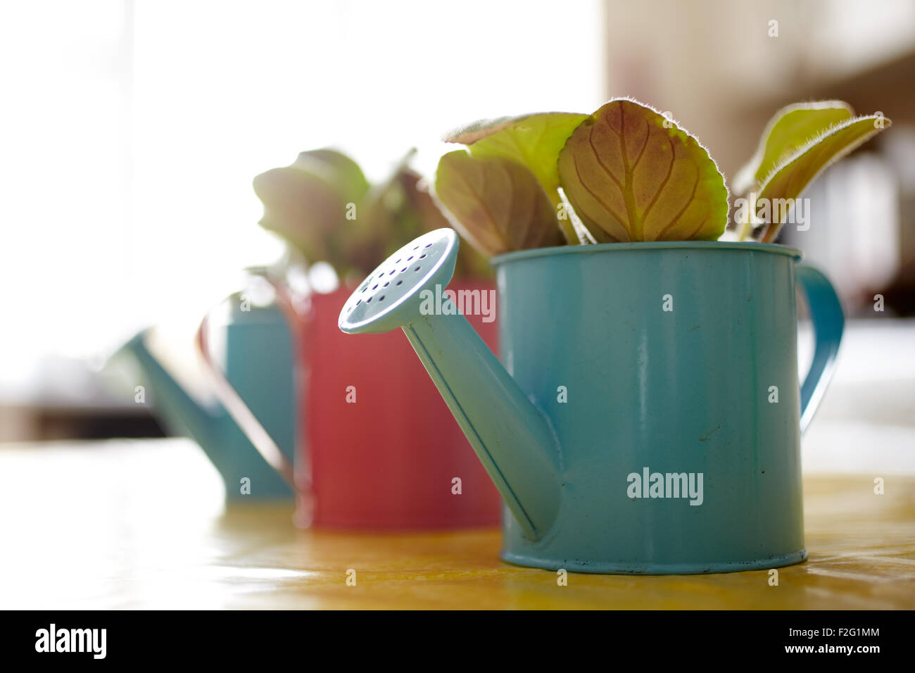 Photo of nice pots plant Stock Photo - Alamy
