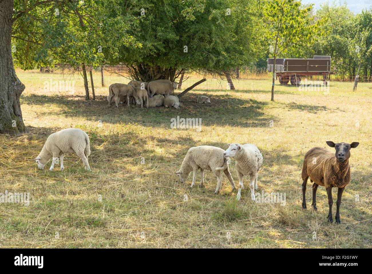 some sheep in the shade around a tree in rural ambiance Stock Photo - Alamy