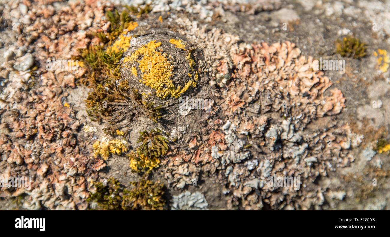 Full frame of moss hi-res stock photography and images - Alamy