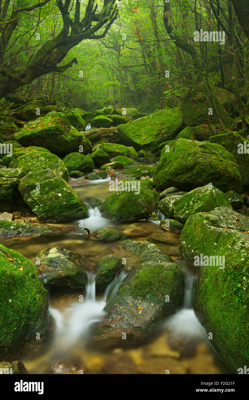 A river through lush rainforest along the Shiratani Unsuikyo trail ...