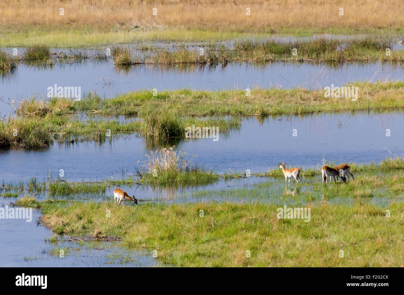 Región caprivi hi-res stock photography and images - Alamy
