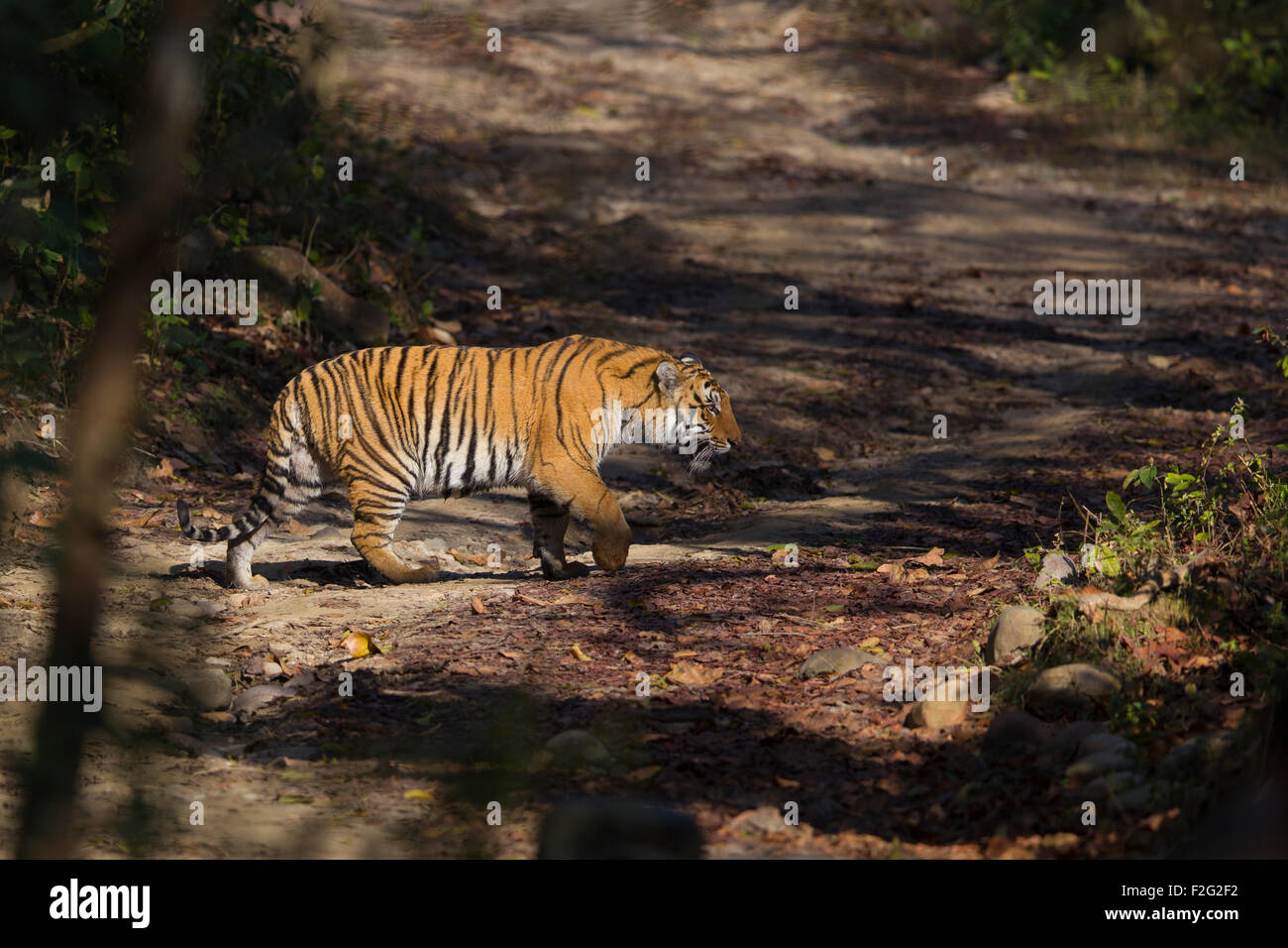 A Bengal Tiger prowling in the forest of Jim Corbett National Park ...