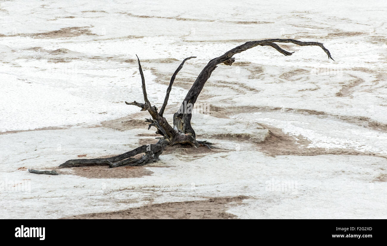 This tree is dead hi-res stock photography and images - Alamy