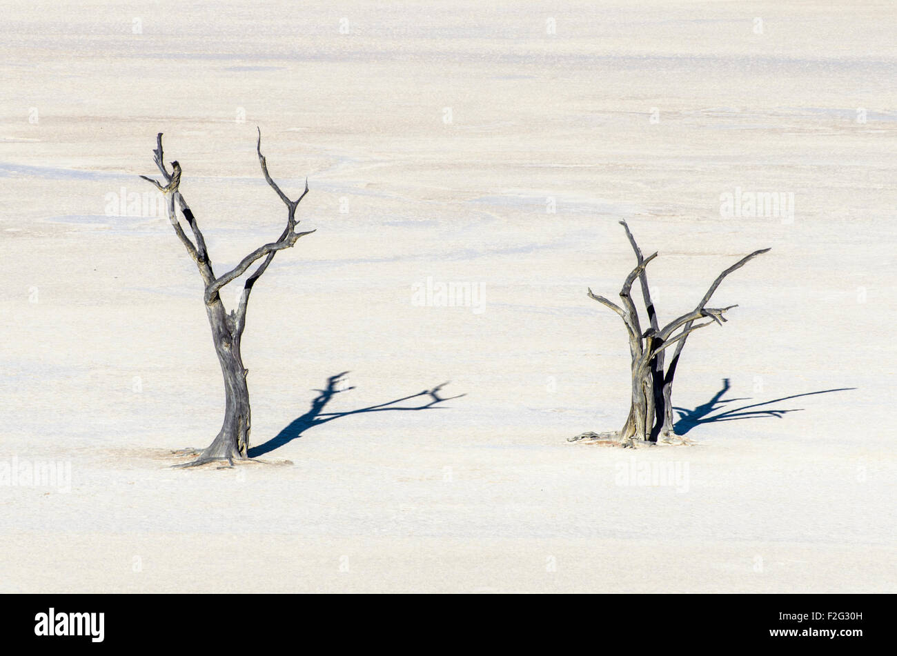 Dead trees in Dead vlei in the Sossusvlei area of the Namib Desert in ...