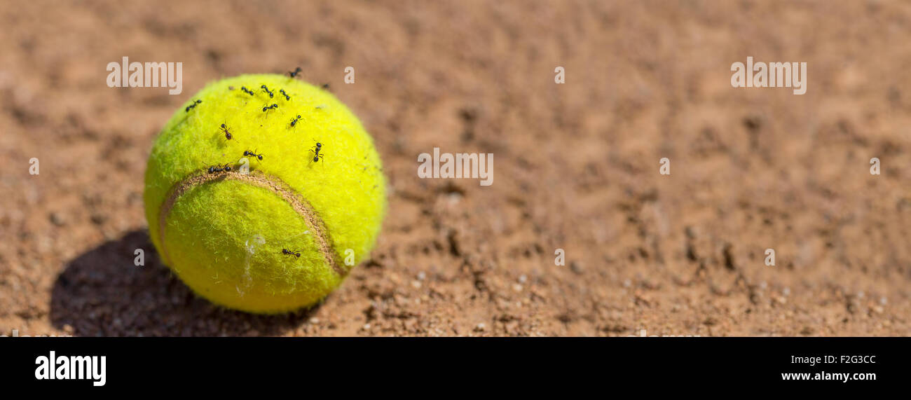 Flock of ants sticking round tennis ball Stock Photo - Alamy