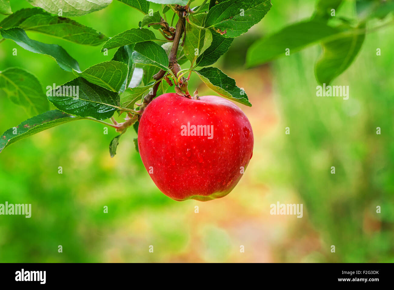 Organic red apple on branch, fruit on orchard ready for picking Stock ...