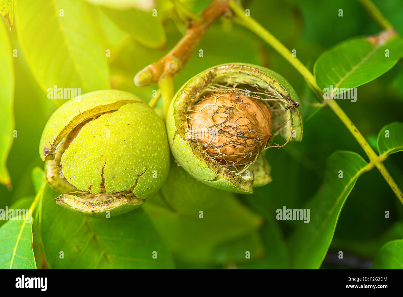 Walnut green hi-res stock photography and images - Alamy