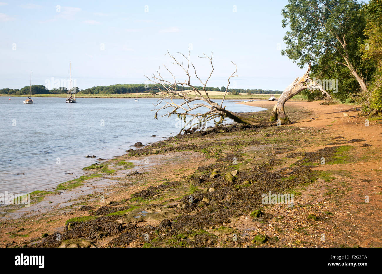Sandy beach at the Rocks, River Deben, Ramsholt, Suffolk, England, UK ...