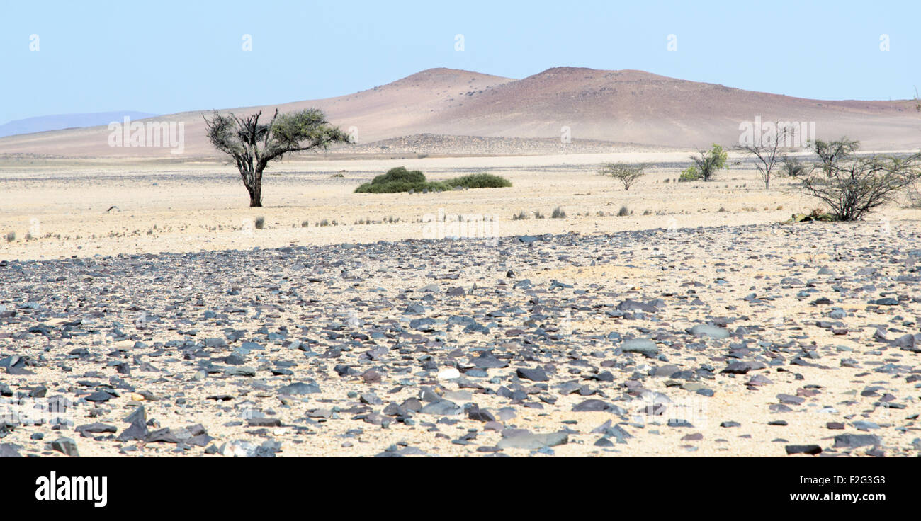 Tree in the Namib desert along the dry Messum river Stock Photo - Alamy