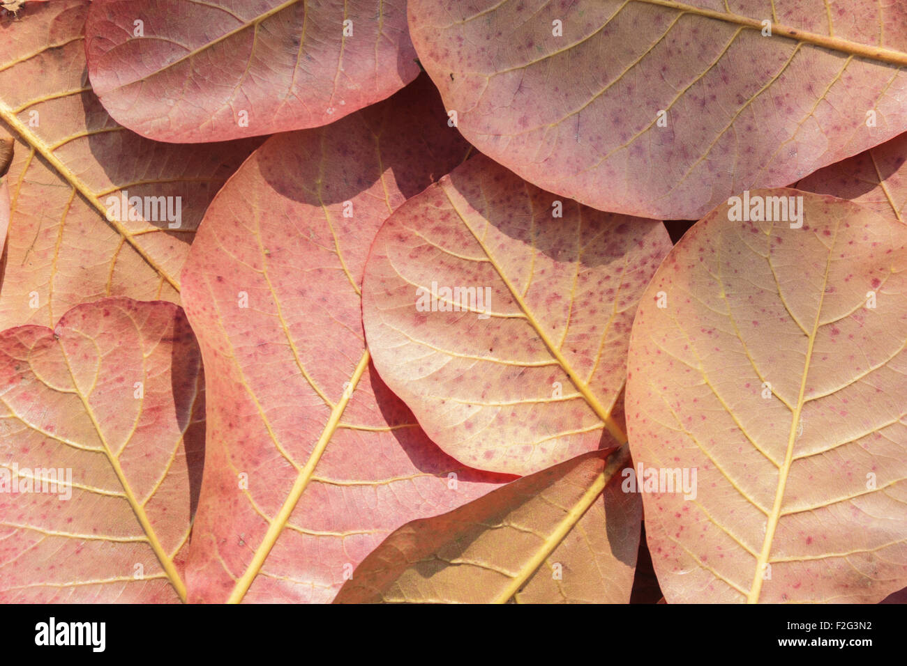 Autumn leaves background Stock Photo - Alamy