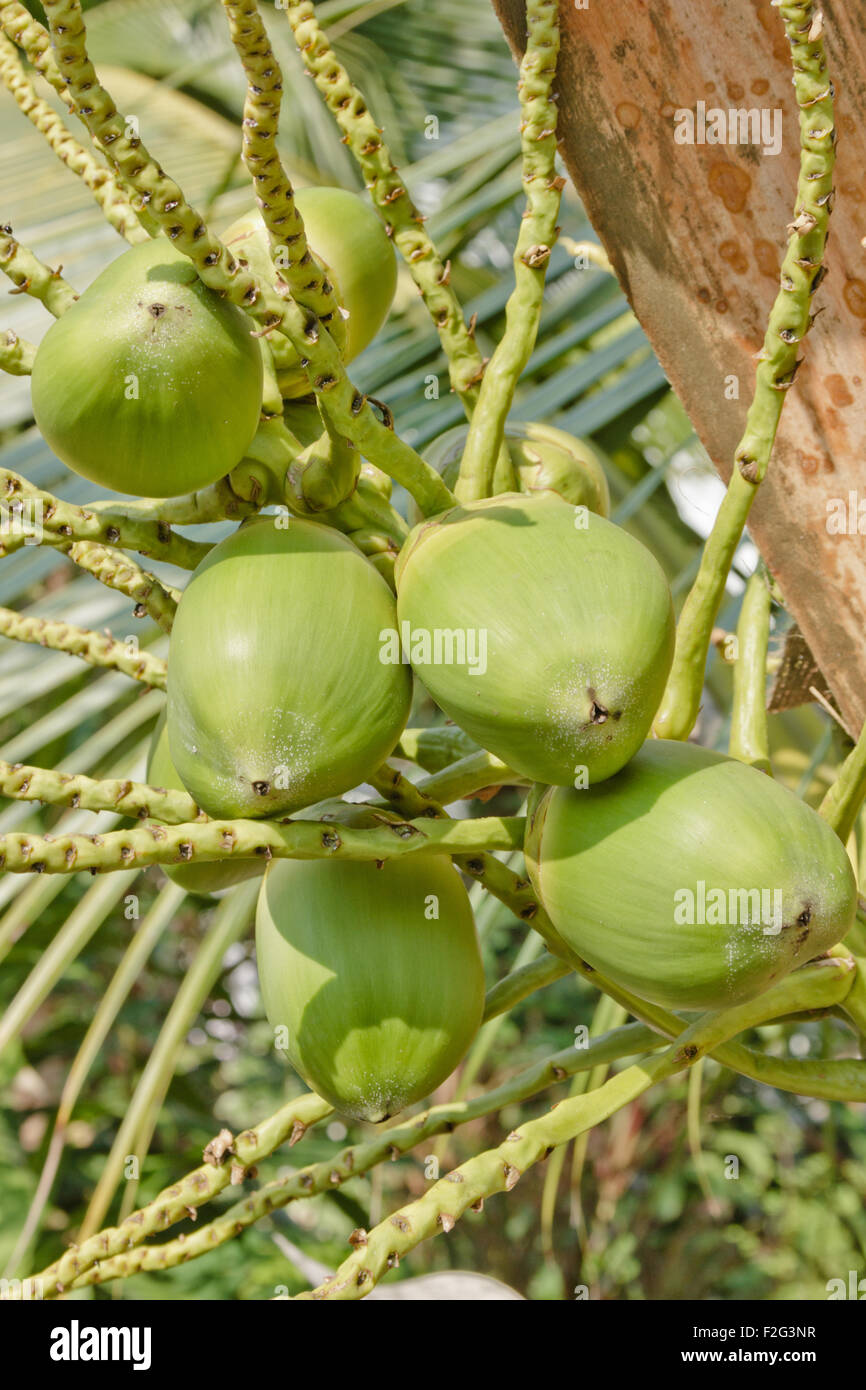 Coconut Branch High Resolution Stock Photography and Images - Alamy