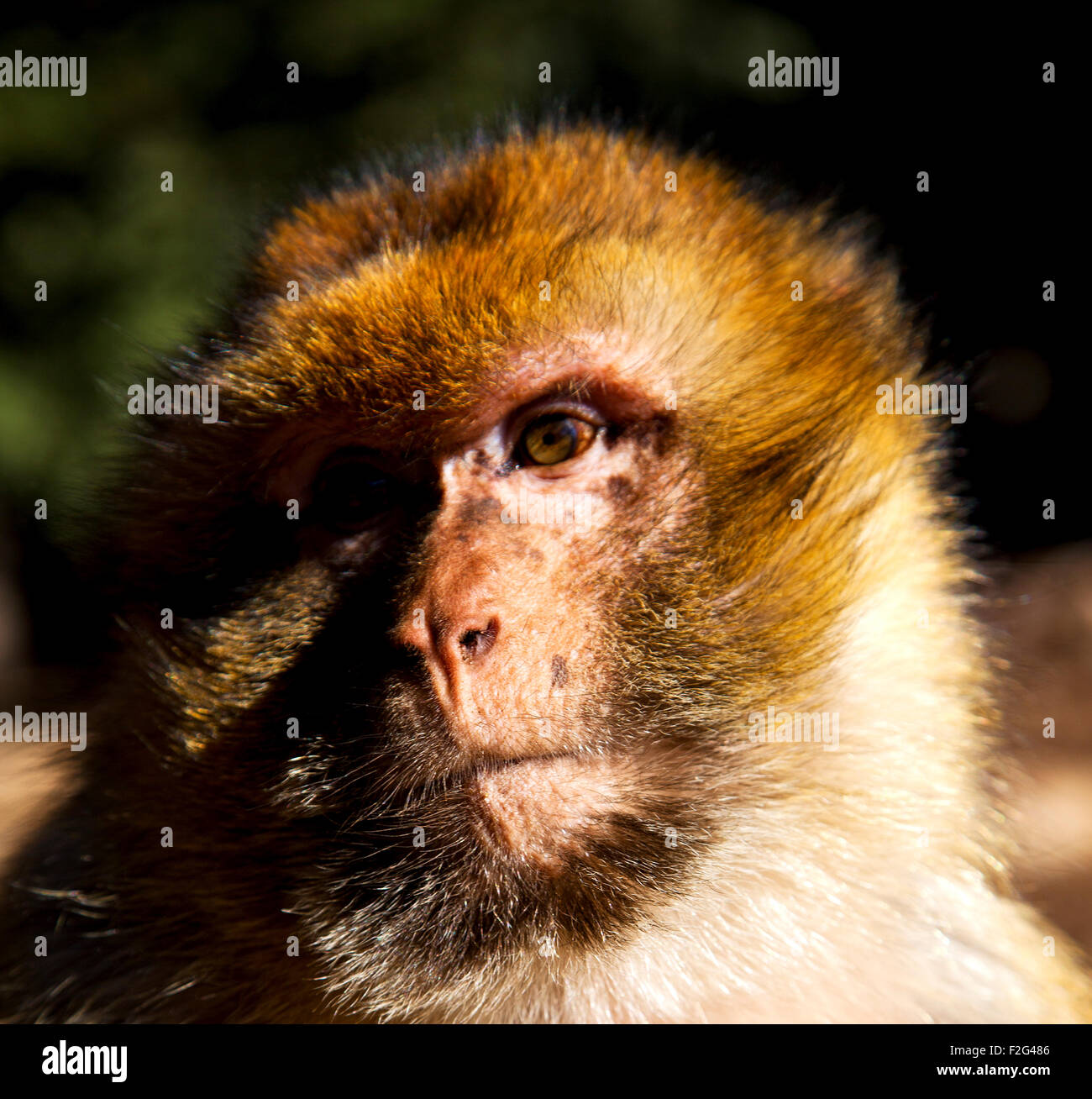 africa in morocco cedar forest the primitive monkey animal wildlife ...
