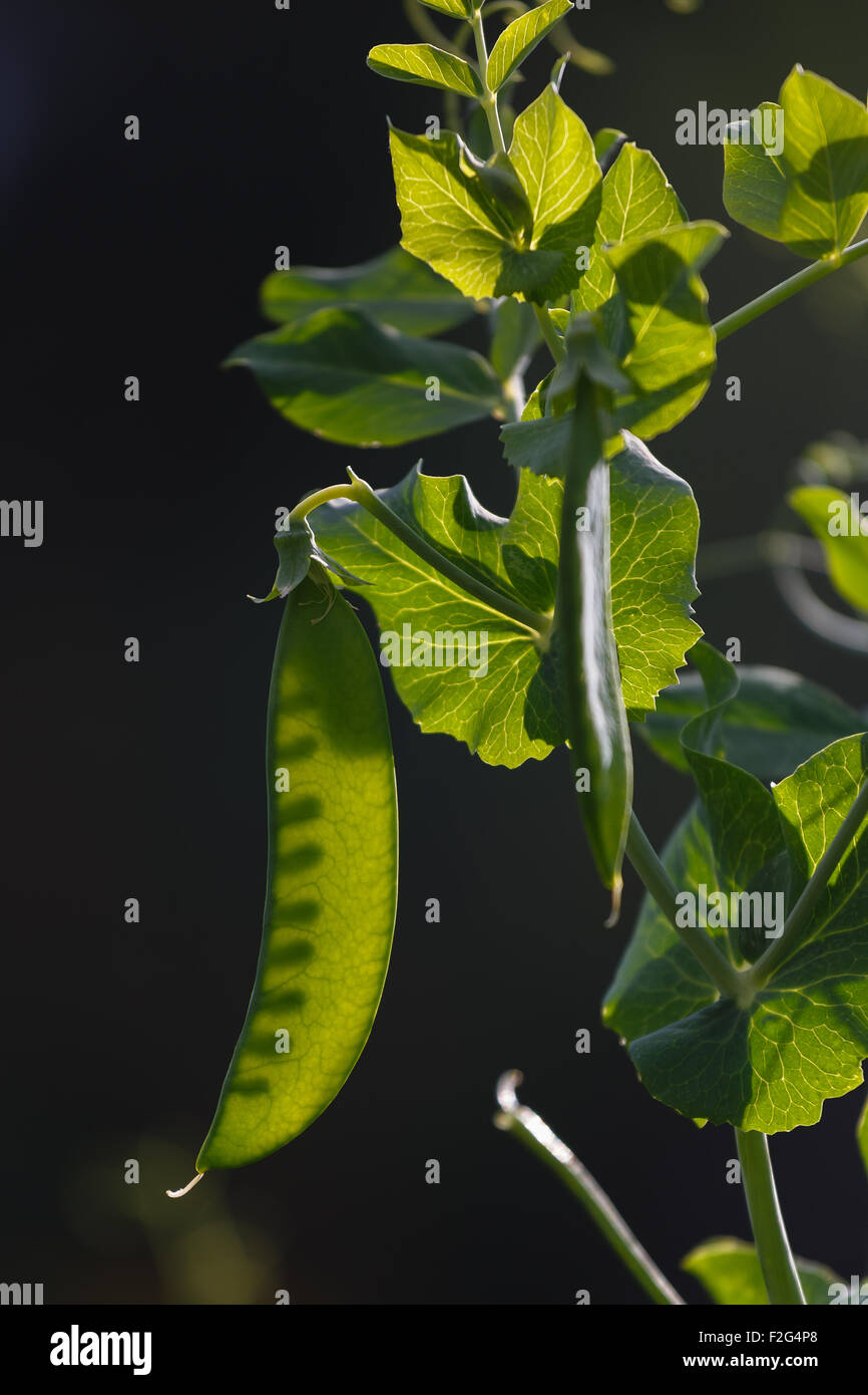 Translucent seed pod hi-res stock photography and images - Alamy
