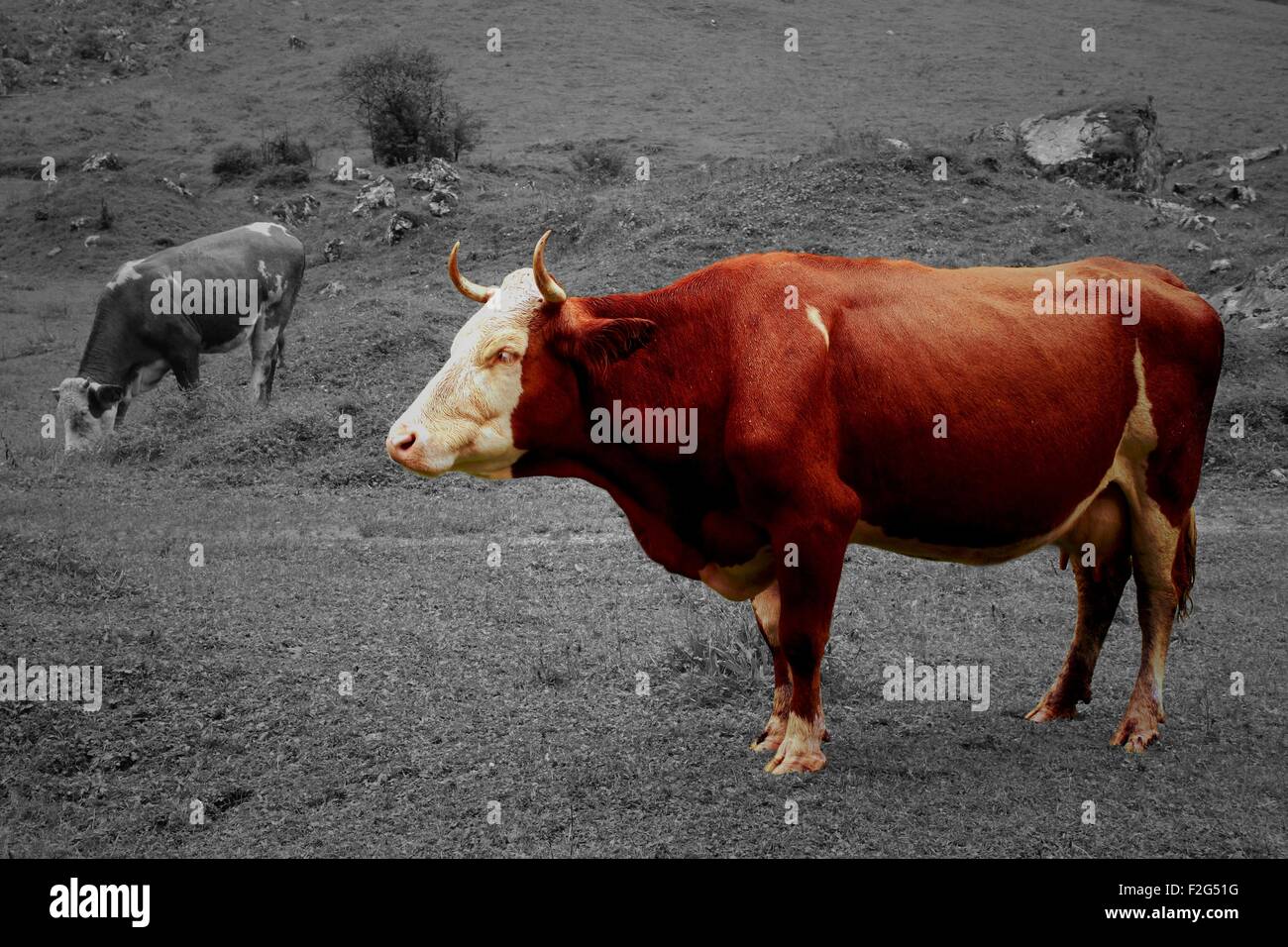 White Cattle With Horns Stock Photos & White Cattle With Horns Stock ...