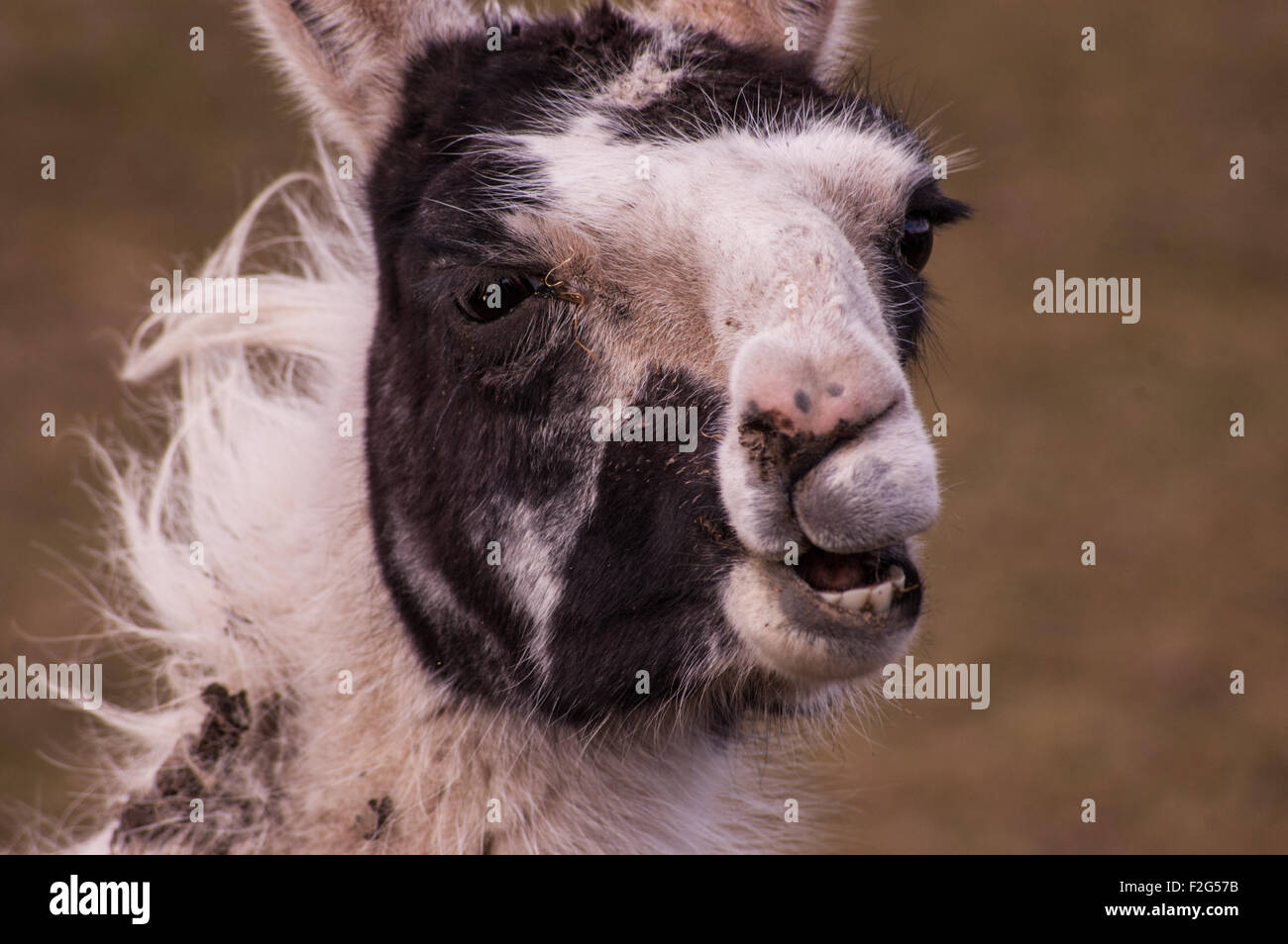 Llama chewing making funny face hi-res stock photography and images - Alamy