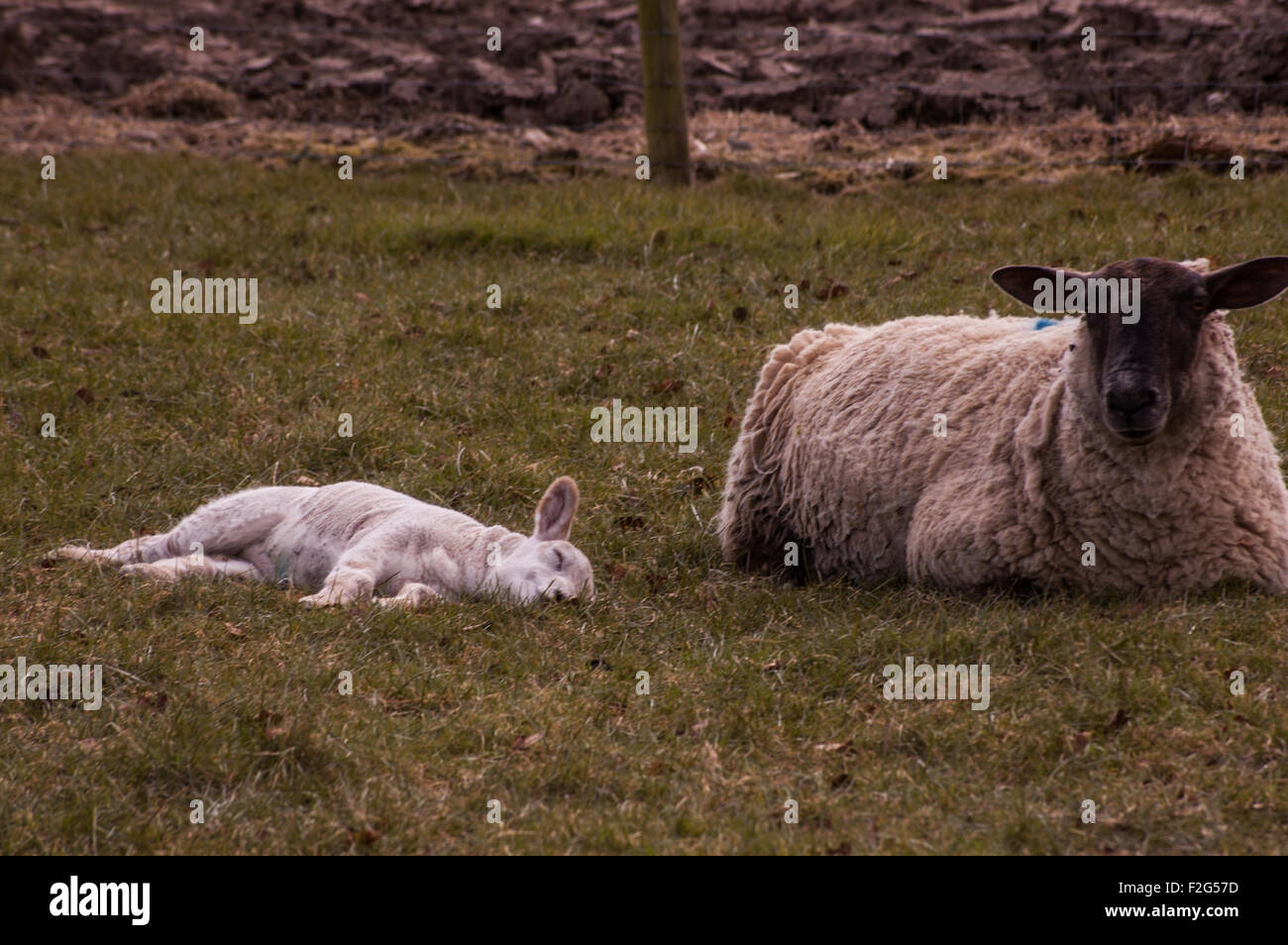A mother and baby sheep that has fallen over, lying next to each other ...