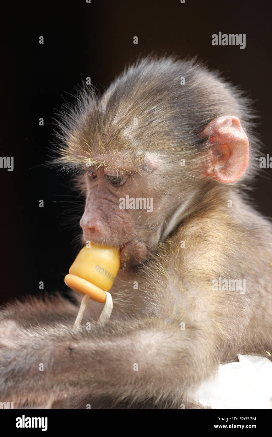 cute baby monkey beeing fed in a wildlife sanctuary Stock Photo - Alamy