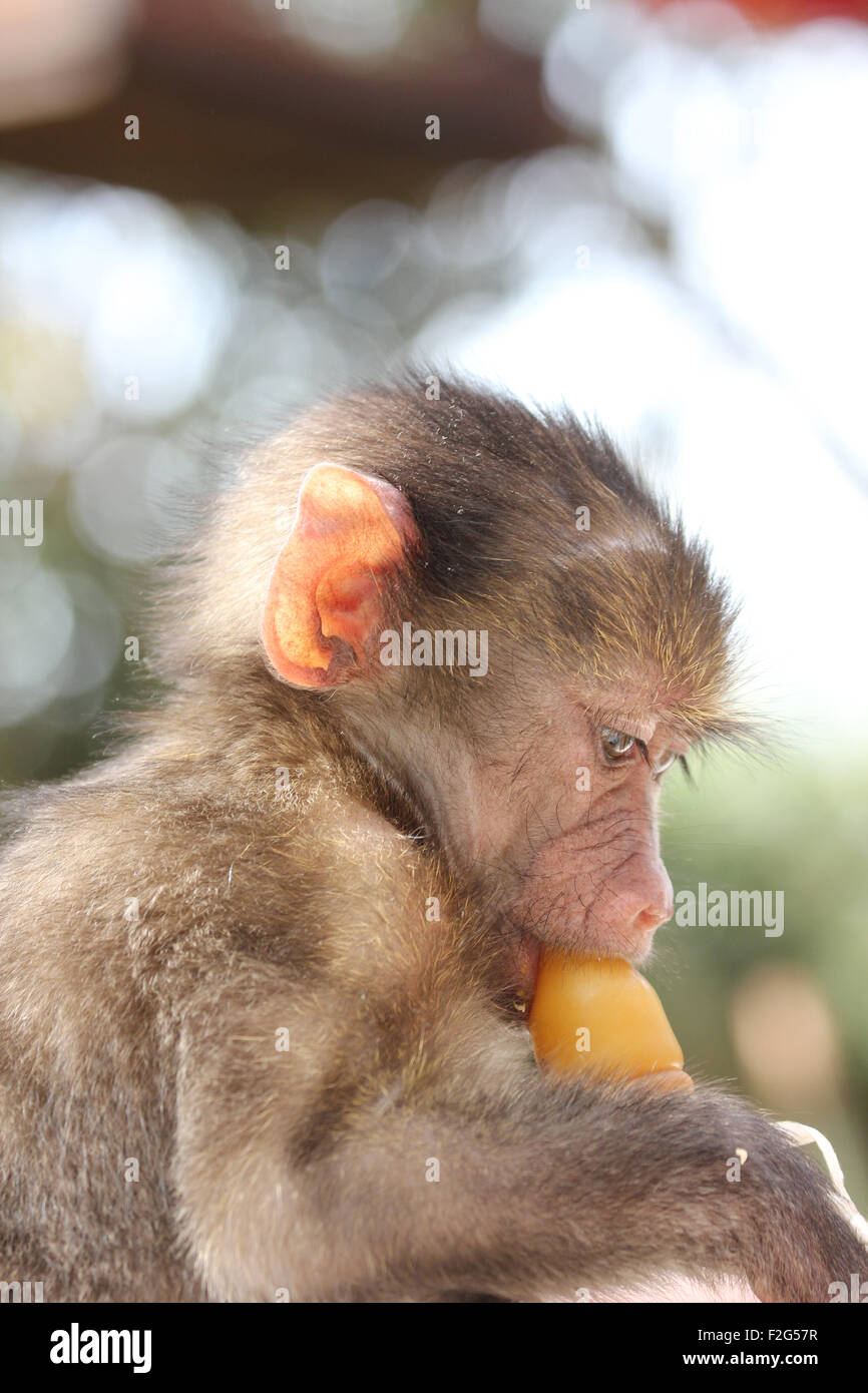 cute baby monkey beeing fed in a wildlife sanctuary Stock Photo - Alamy
