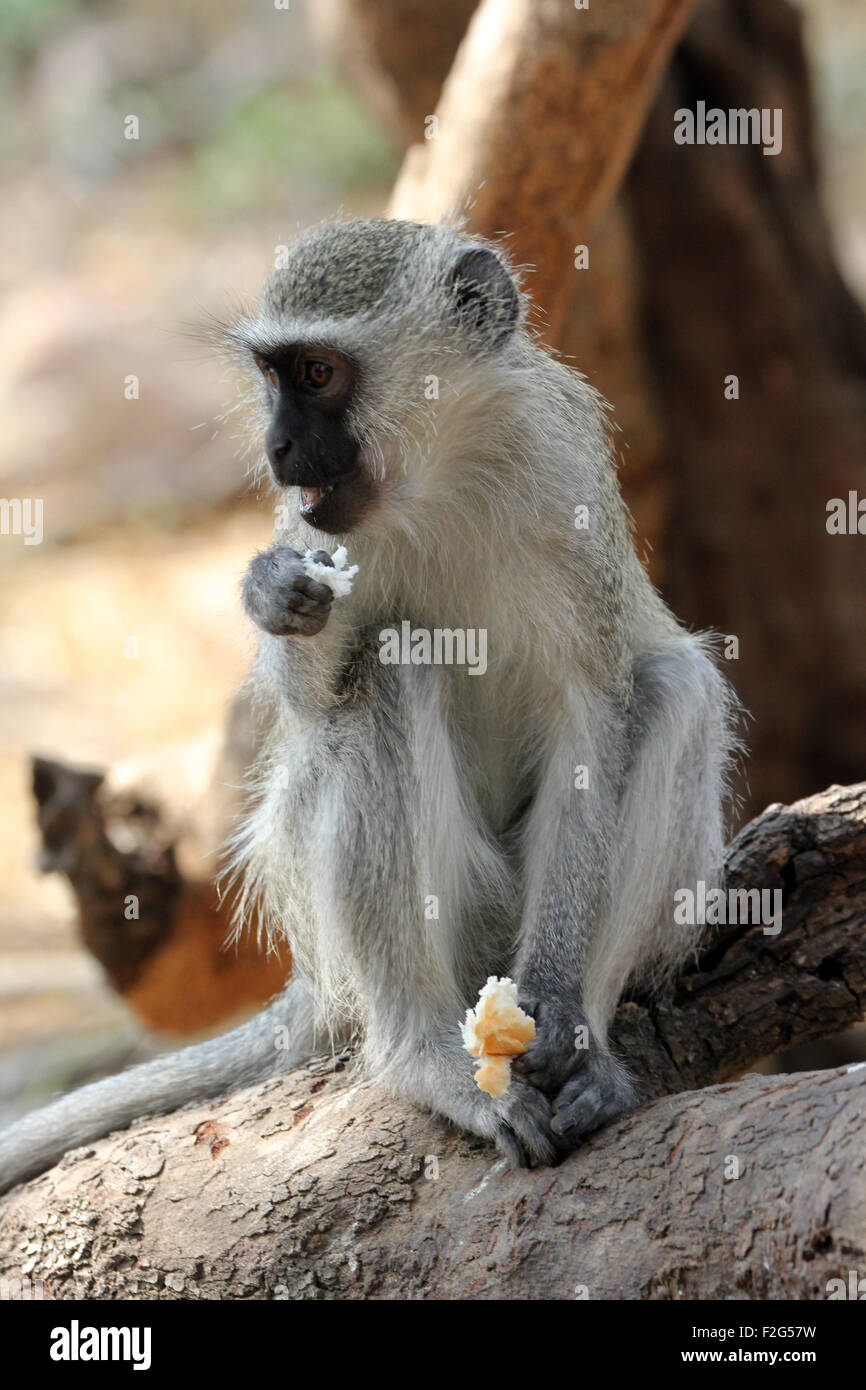 Dead monkey hi-res stock photography and images - Alamy
