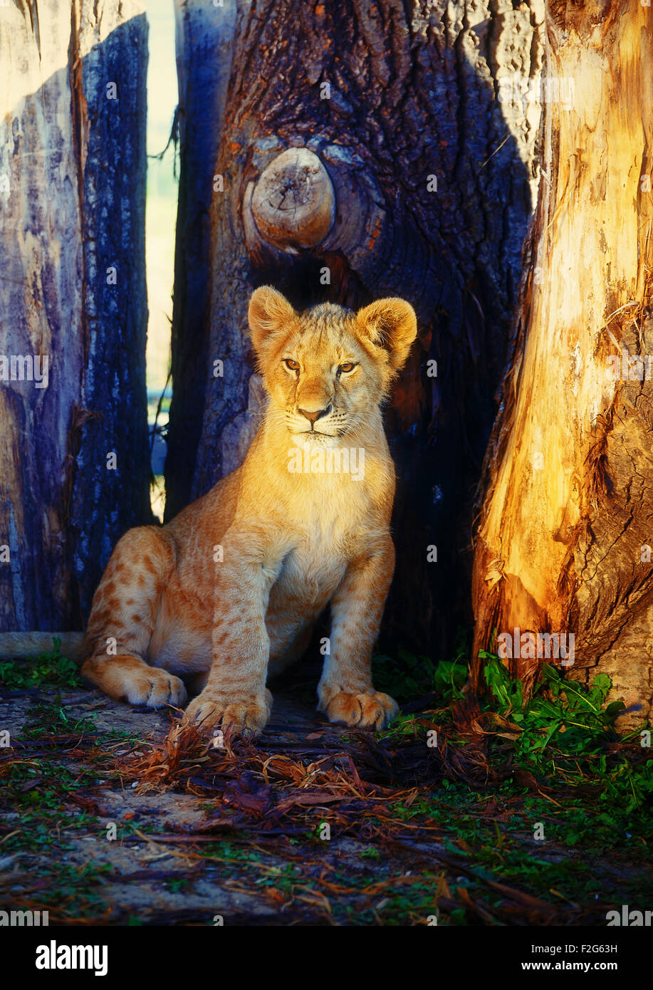 Little lion cub in nature and wooden log Stock Photo - Alamy