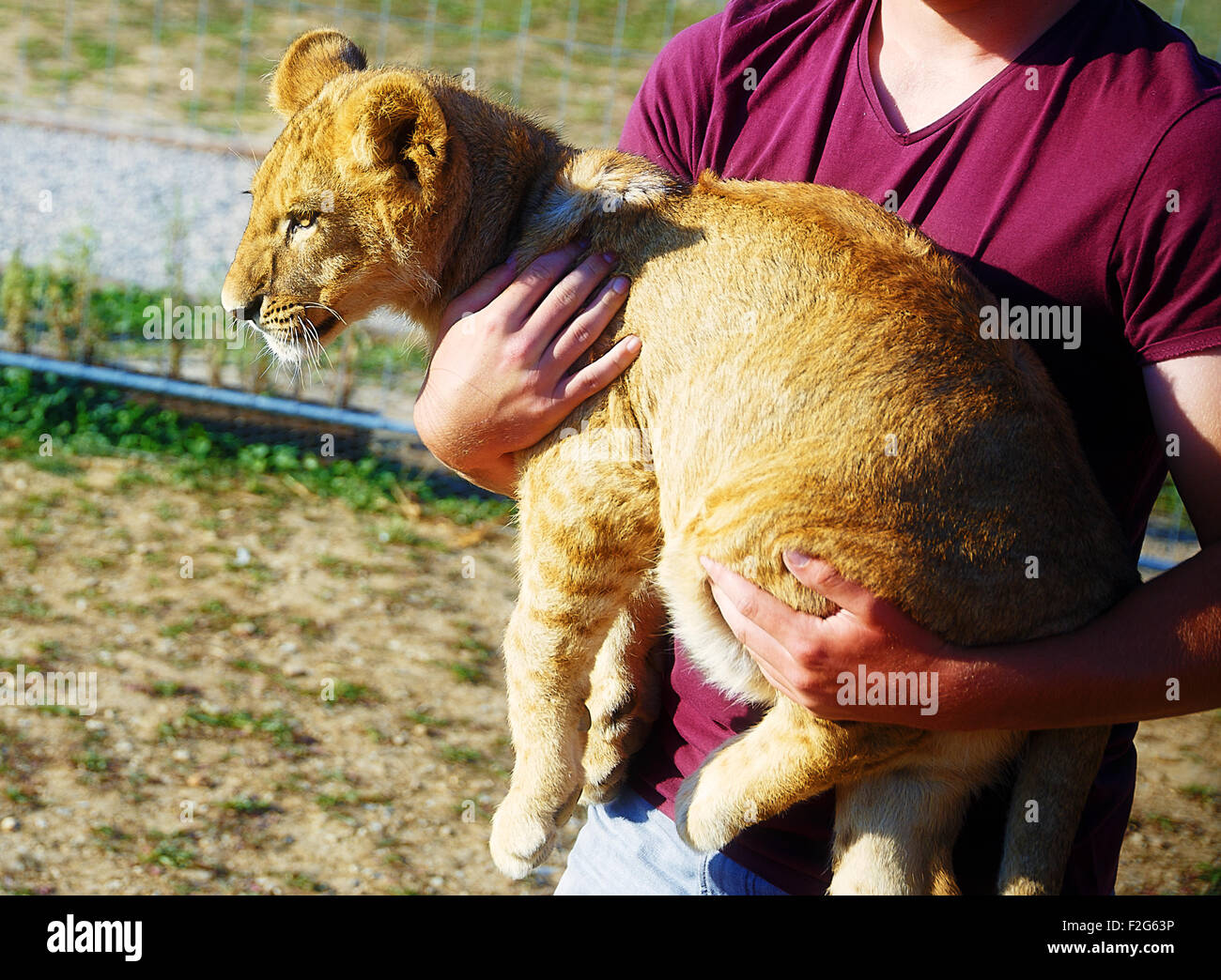 Lion paw isolated hi-res stock photography and images - Alamy