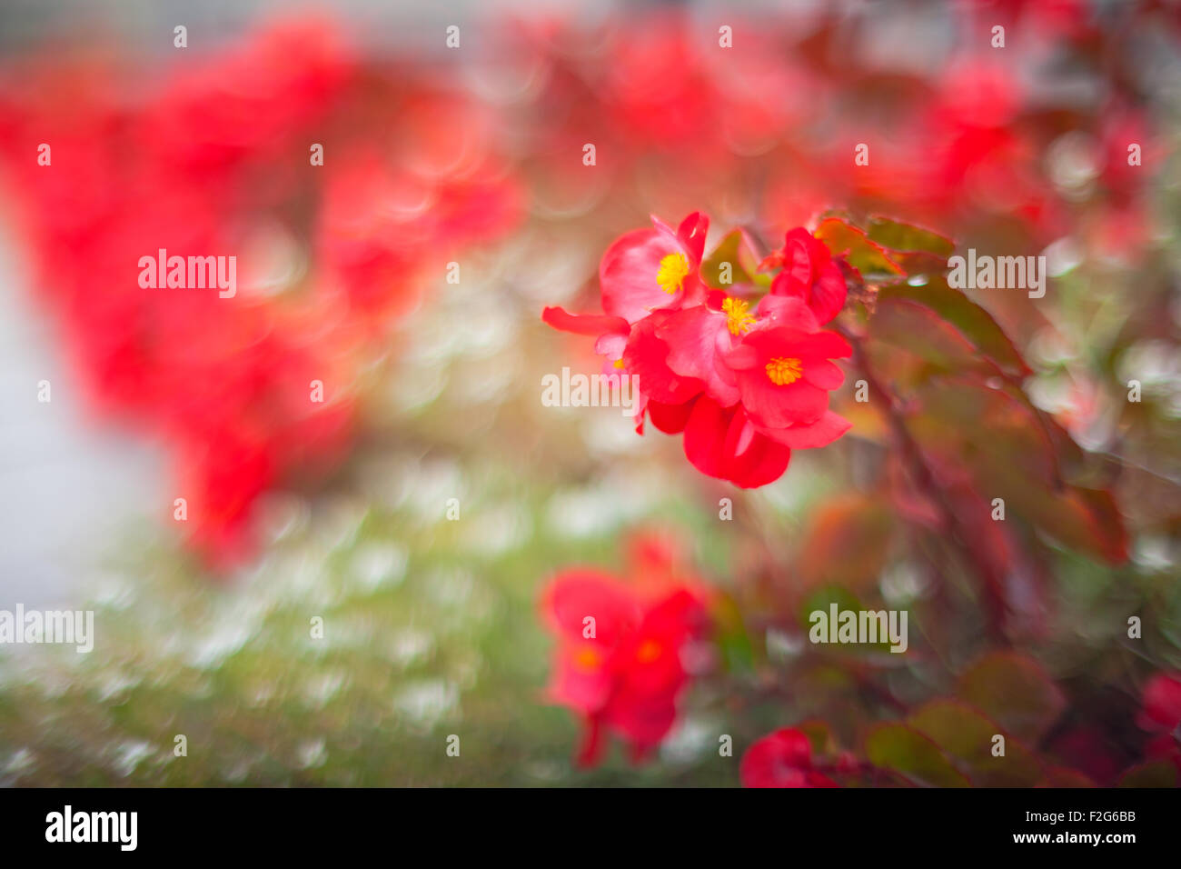 Nice red hi-res stock photography and images - Alamy