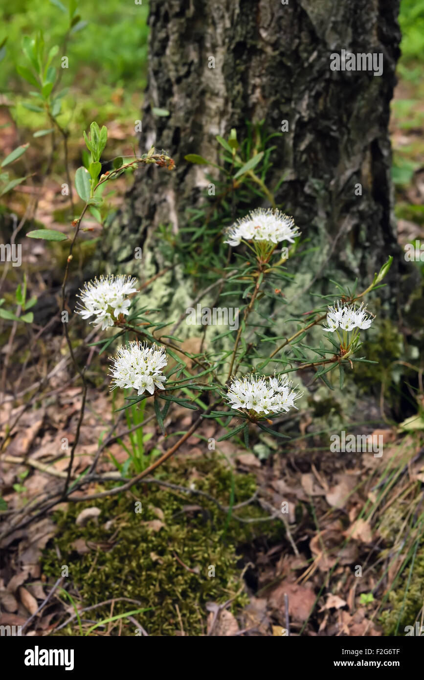 Blooming Ledum palustre plant in forest Stock Photo - Alamy