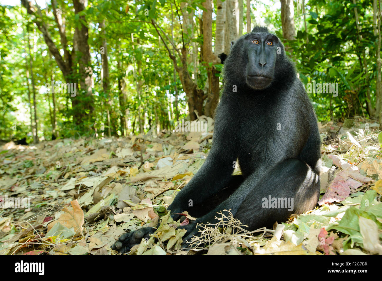 a Single black crested macaque also known as the celebes black macaque ...
