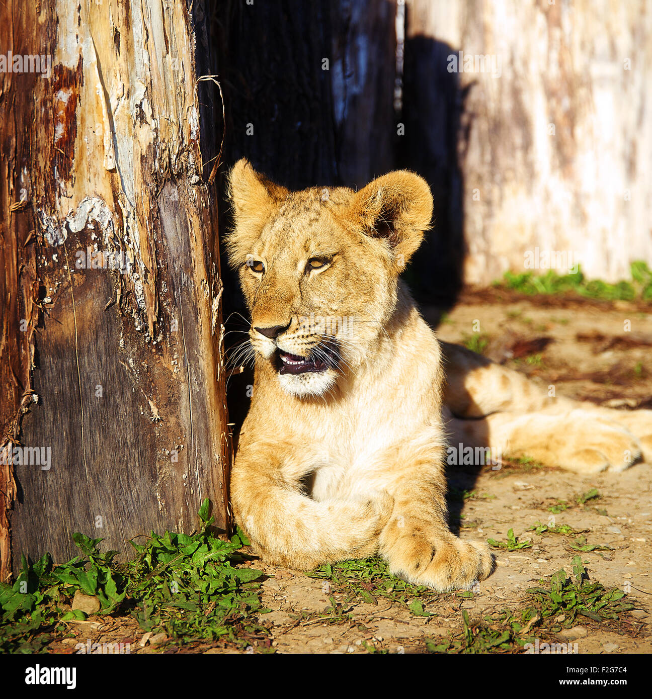 Lion cub cuddling in nature hi-res stock photography and images - Alamy