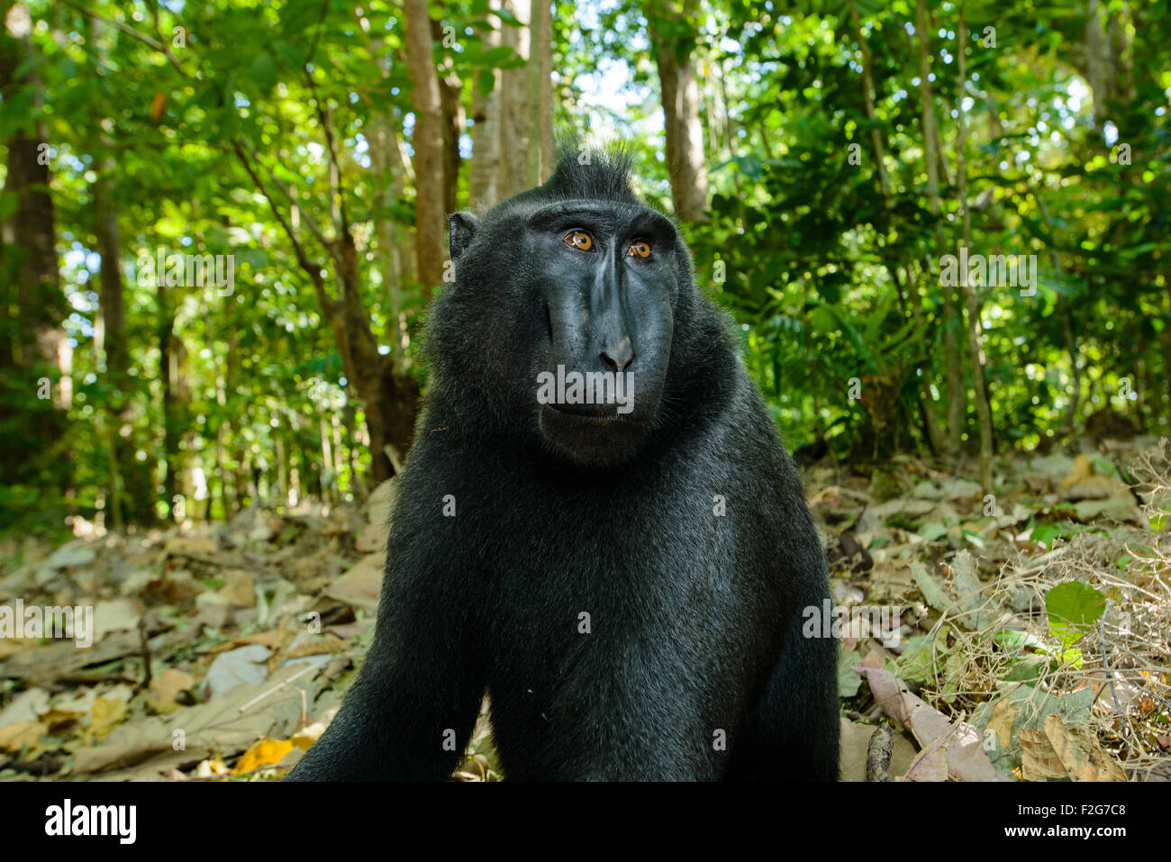 a Single black crested macaque also known as the celebes black macaque ...